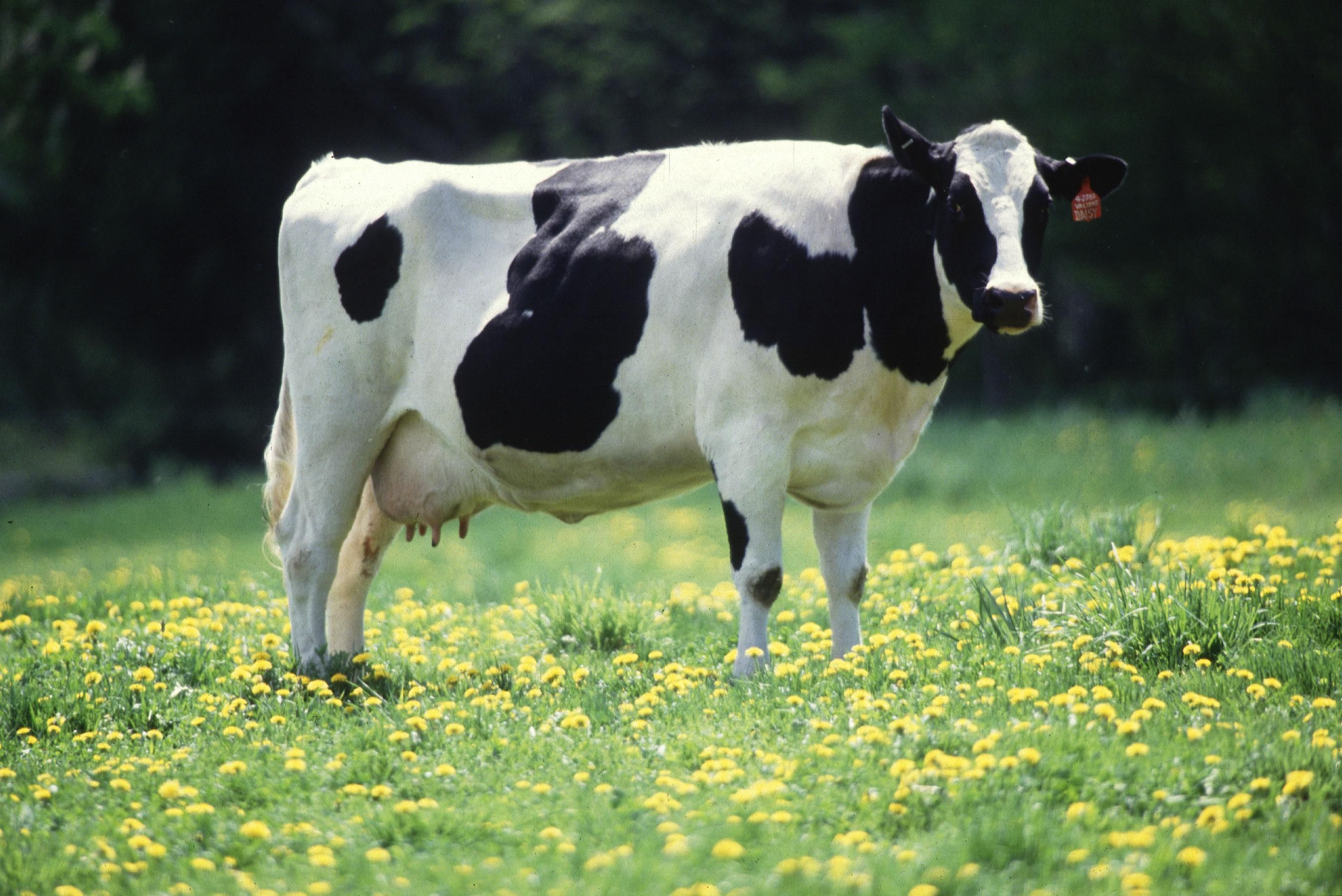 dairy-cow1 | HVS Animal Health